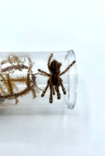 Poecilotheria Vitatta ( Ghost Ornamental) Tarantula by Ball Brilliance