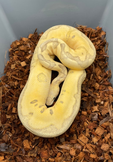 Super Pastel Fire Clown Het Axanthic Tsk Ball Python by Ball Brilliance