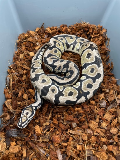Vanilla Spotnose Axanthic Tsk Het Clown Ball Python by Ball Brilliance