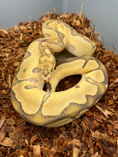 Fire Clown Het Tsk Axanthic Ball Python by Ball Brilliance
