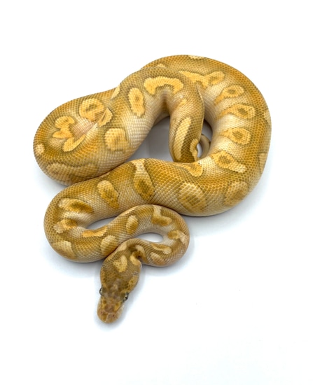 Ghi Mojave Spotnose Wookie Clown Ball Python by Ball Brilliance