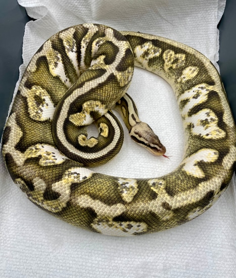 Pastel Calico Hypo Het Desert Ghost Ball Python by Ball Brilliance