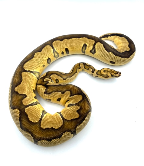 Fire Clown Het Axanthic Tsk Ball Python by Ball Brilliance