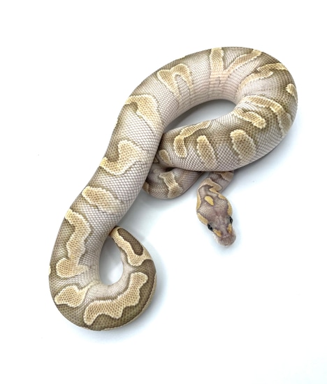 Enchi Ghi Mojave Wookie Clown Ball Python by Ball Brilliance