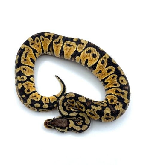 Pastel Het Axanthic Tsk Het Clown Het Desert Ghost Het Hypo Ball Python by Ball Brilliance