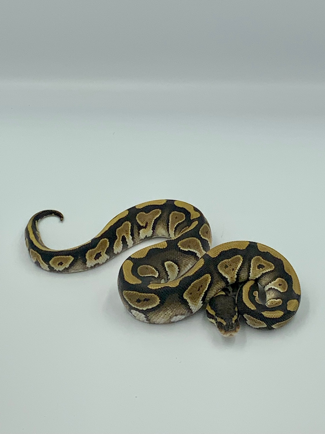 Chocolate Ball Python by Ball-Headz Royal Morphs - MorphMarket