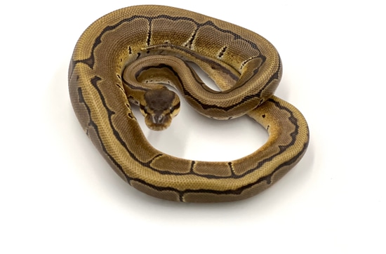 Pinstripe Chocolate. Poss Het Hypo. One F/t Week Ball Python by Ball ...
