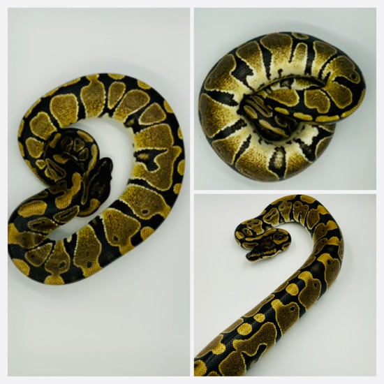 Orange Dream, Pos. Yellow Belly Ball Python by Ball-Headz Royal Morphs