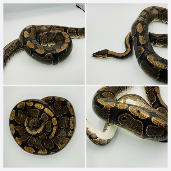 Red Stripe Ball Python by Ball-Headz Royal Morphs