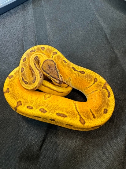 Super Orange Dream Enchi Yellow Belly Pinstripe Het. Hypo Ball Python ...