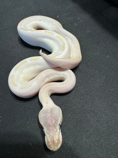 Honey Mystic Ball Python by Build-A-Ball
