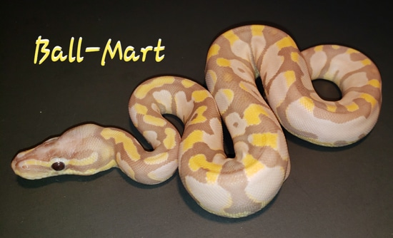 Super Banana Pastel Scaleless Head Het Albino Ball Python by Ball-Mart