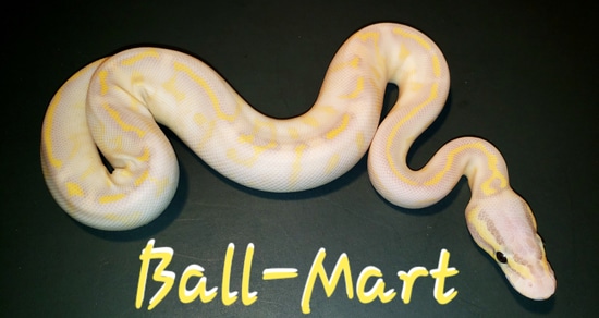 Pastel Banana Highway Fluff Female Maker Male Ball Python by Ball-Mart