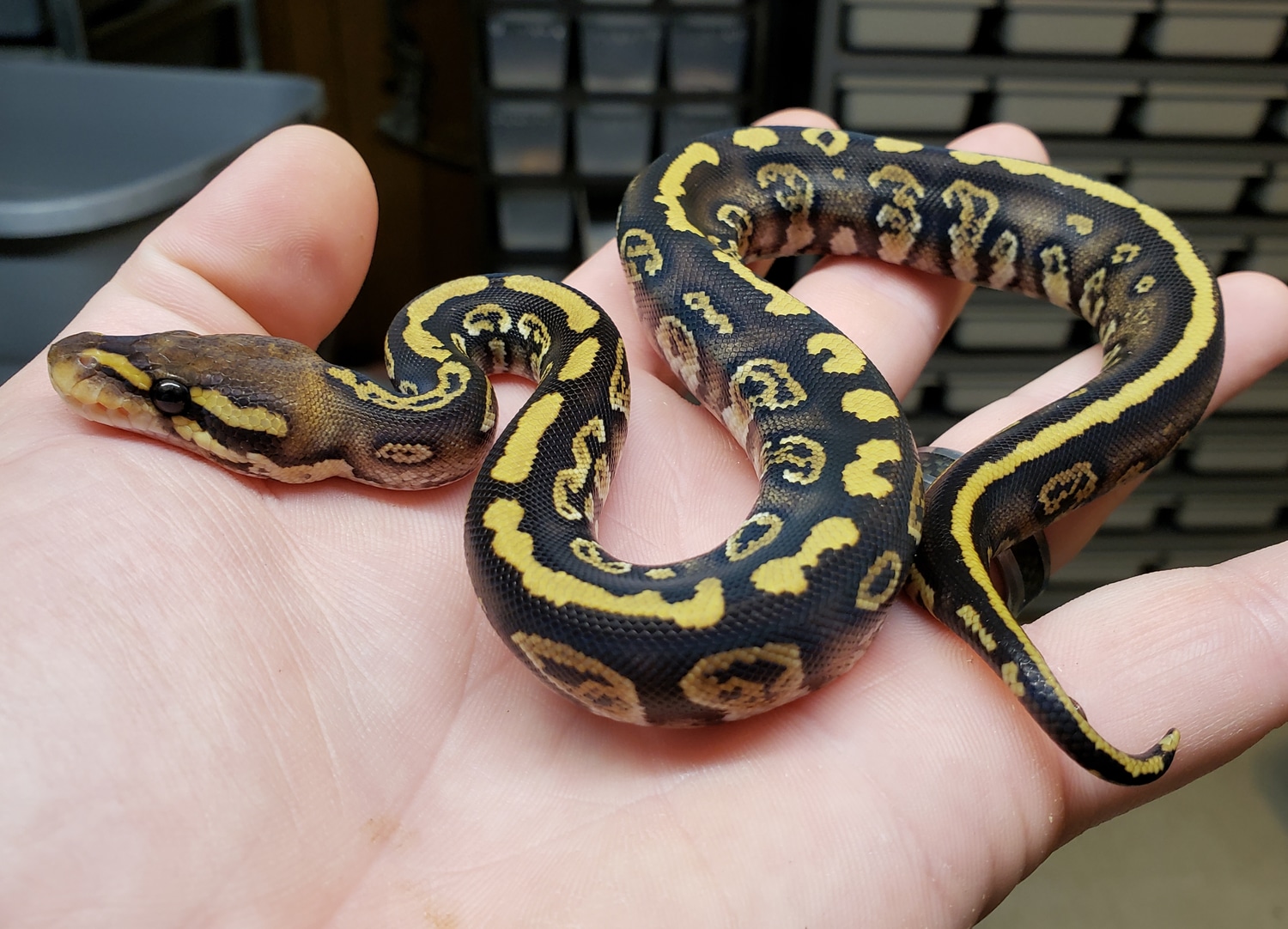 Nanny Phantom Ball Python by Ball-Mart - MorphMarket