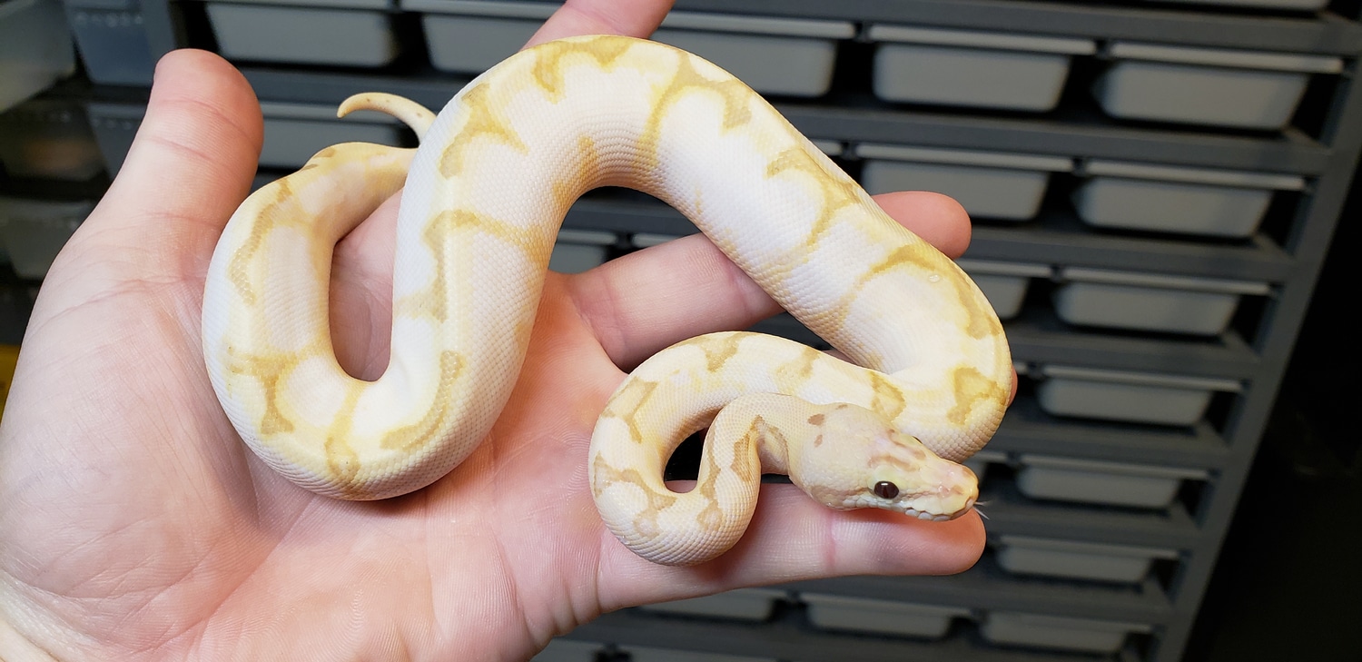 Orange Dream Banana Calico Enchi Lesser Pos Yb Ball Python by Ball-Mart ...