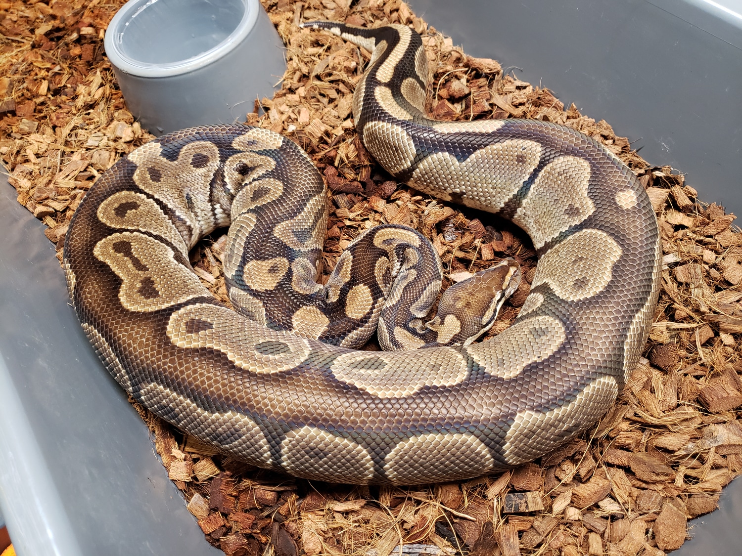 Dinker Ball Python by Ball-Mart - MorphMarket