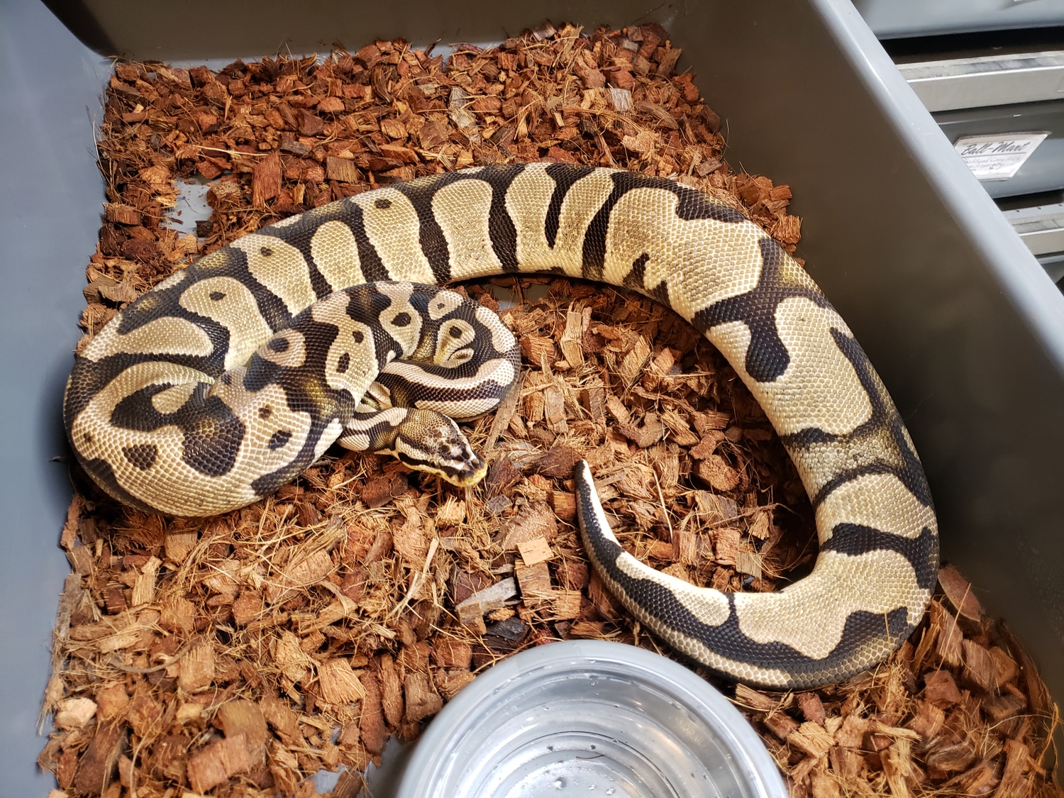 Pastel Scaleless Head Het Pied Ball Python by Ball-Mart - MorphMarket