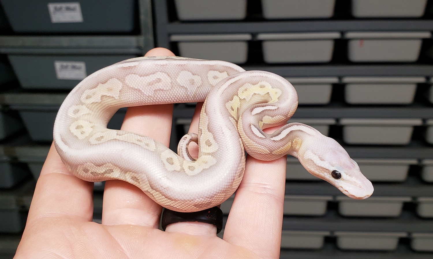 Banana Lesser Pewter Pos Blade Pos Het Clown Ball Python by Ball-Mart ...