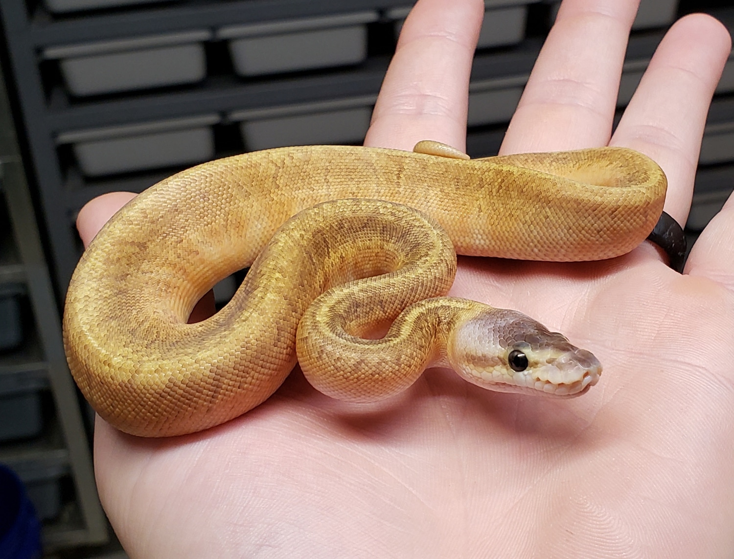 Pewterblast Sunset Ball Python by Ball-Mart - MorphMarket