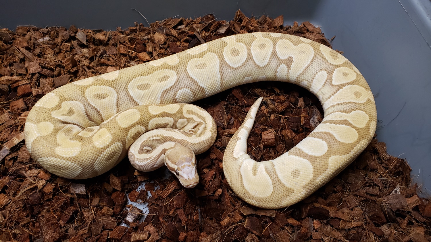 Banana Mojave Scaleless Head Ball Python by Ball-Mart - MorphMarket
