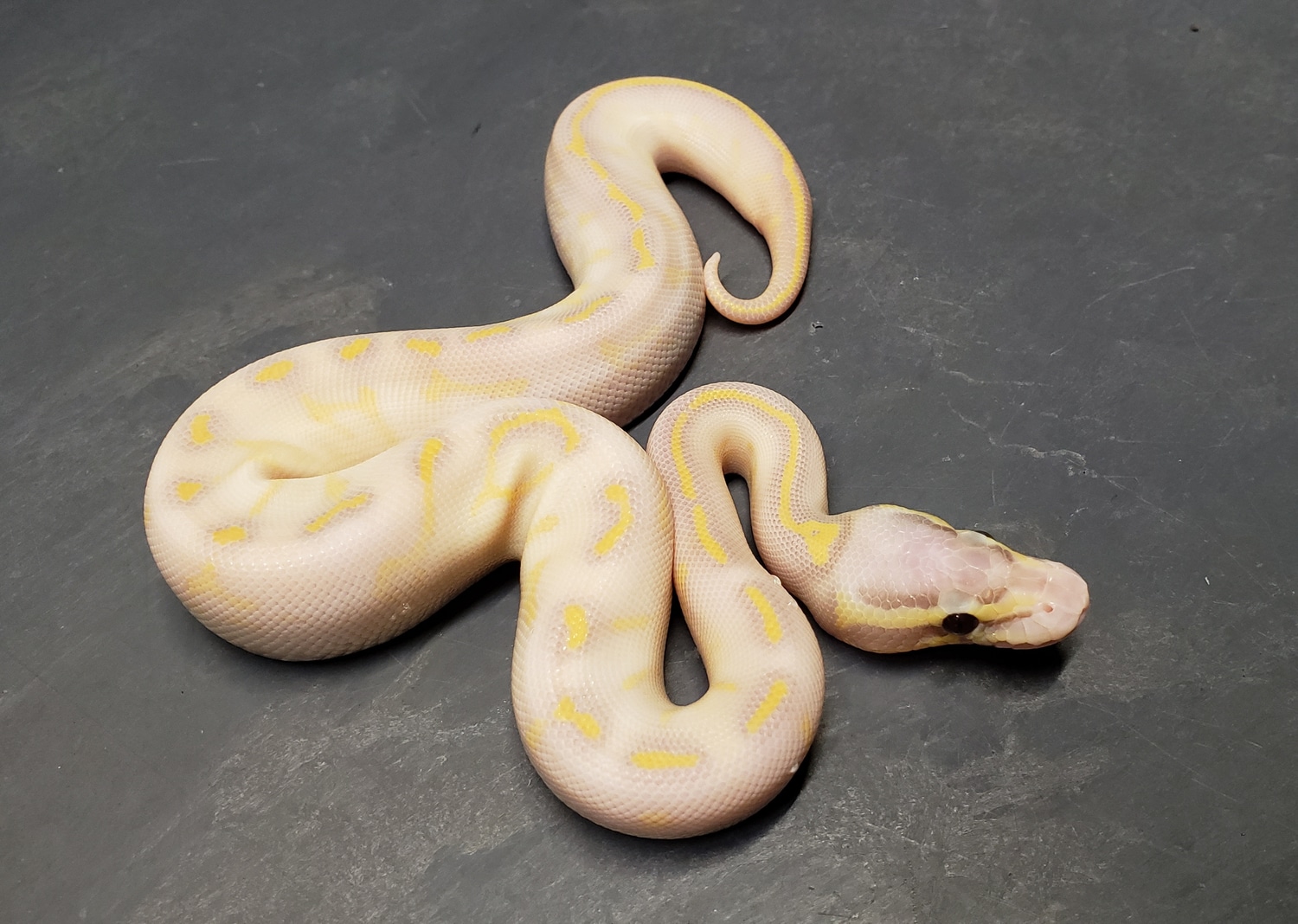 Super Pastel Banana Highway Female Maker Male Ball Python by Ball-Mart ...