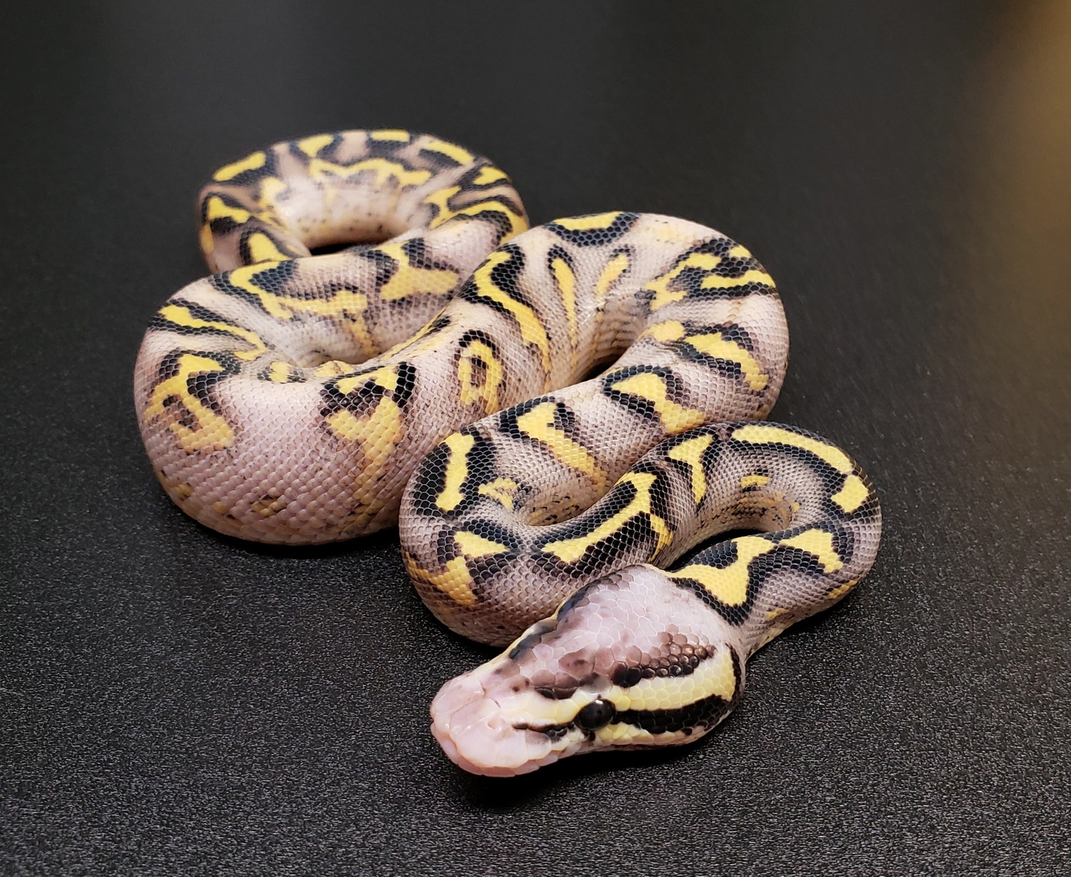 Pastel Super Gravel Ball Python by Ball-Mart - MorphMarket