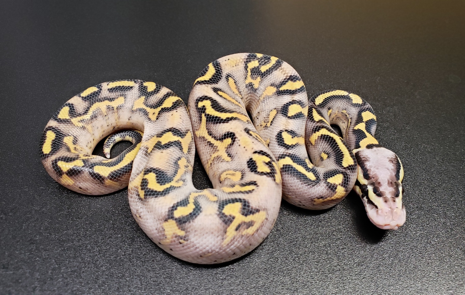 Pastel Super Gravel Ball Python by Ball-Mart - MorphMarket