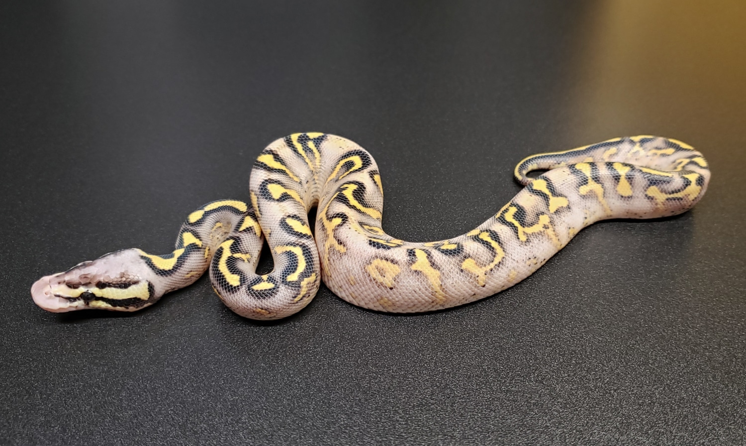 Pastel Super Gravel Ball Python by Ball-Mart - MorphMarket
