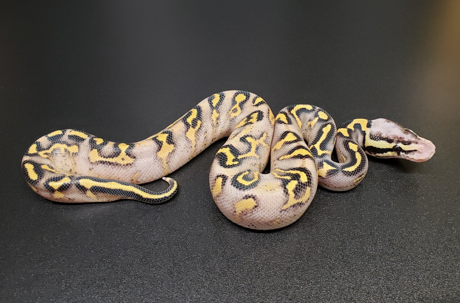 Pastel Super Gravel Ball Python by Ball-Mart - MorphMarket