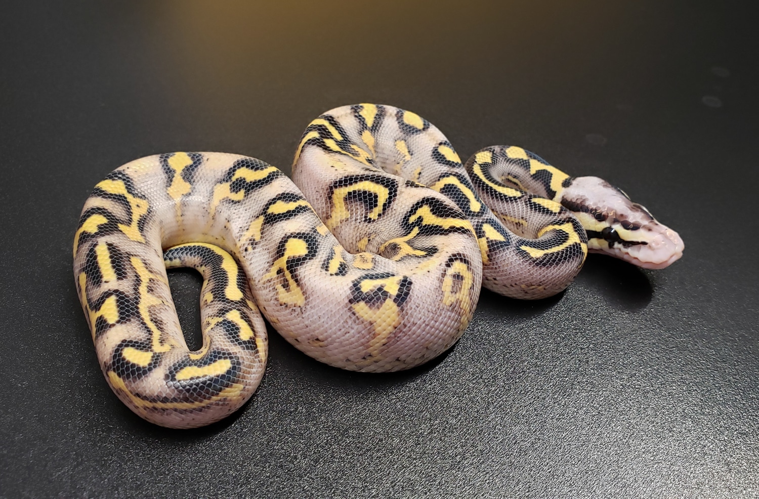 Pastel Super Gravel Ball Python by Ball-Mart - MorphMarket