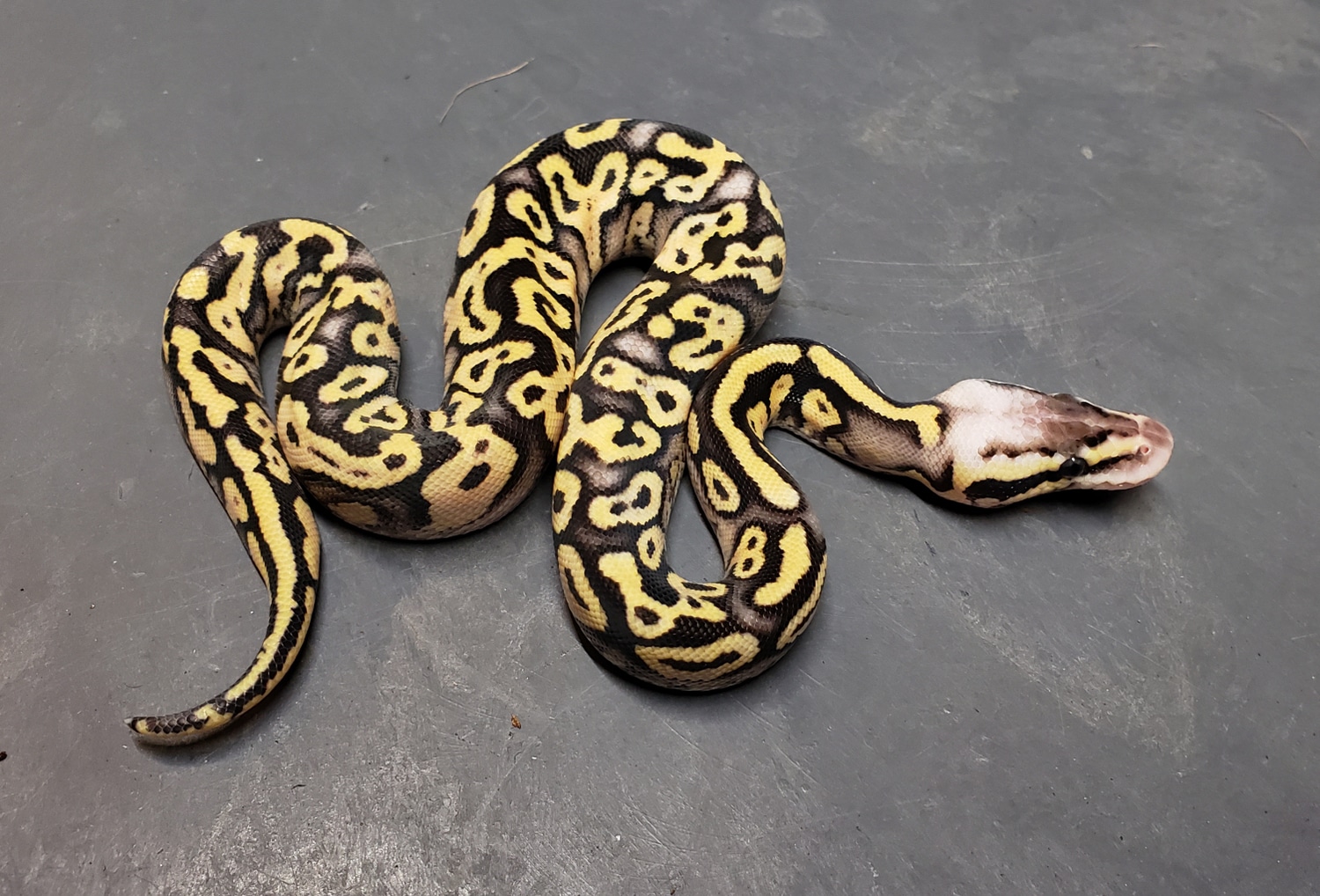 Super Pastel Gravel Ball Python by Ball-Mart - MorphMarket