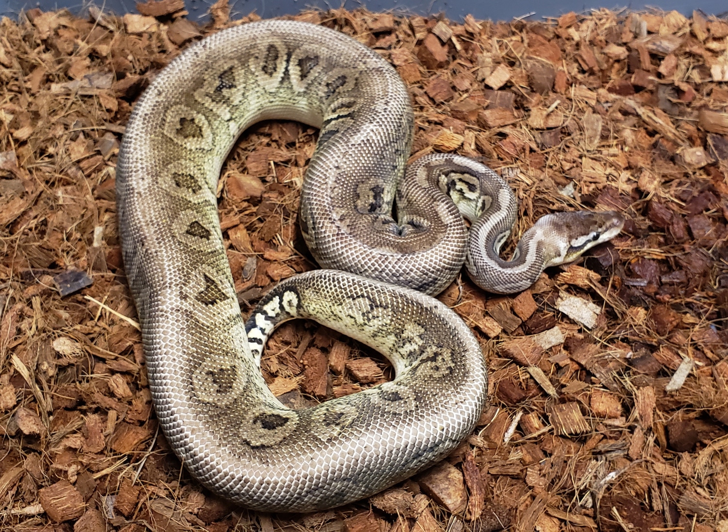 Nanny Vanilla Pewter Ball Python by Ball-Mart - MorphMarket