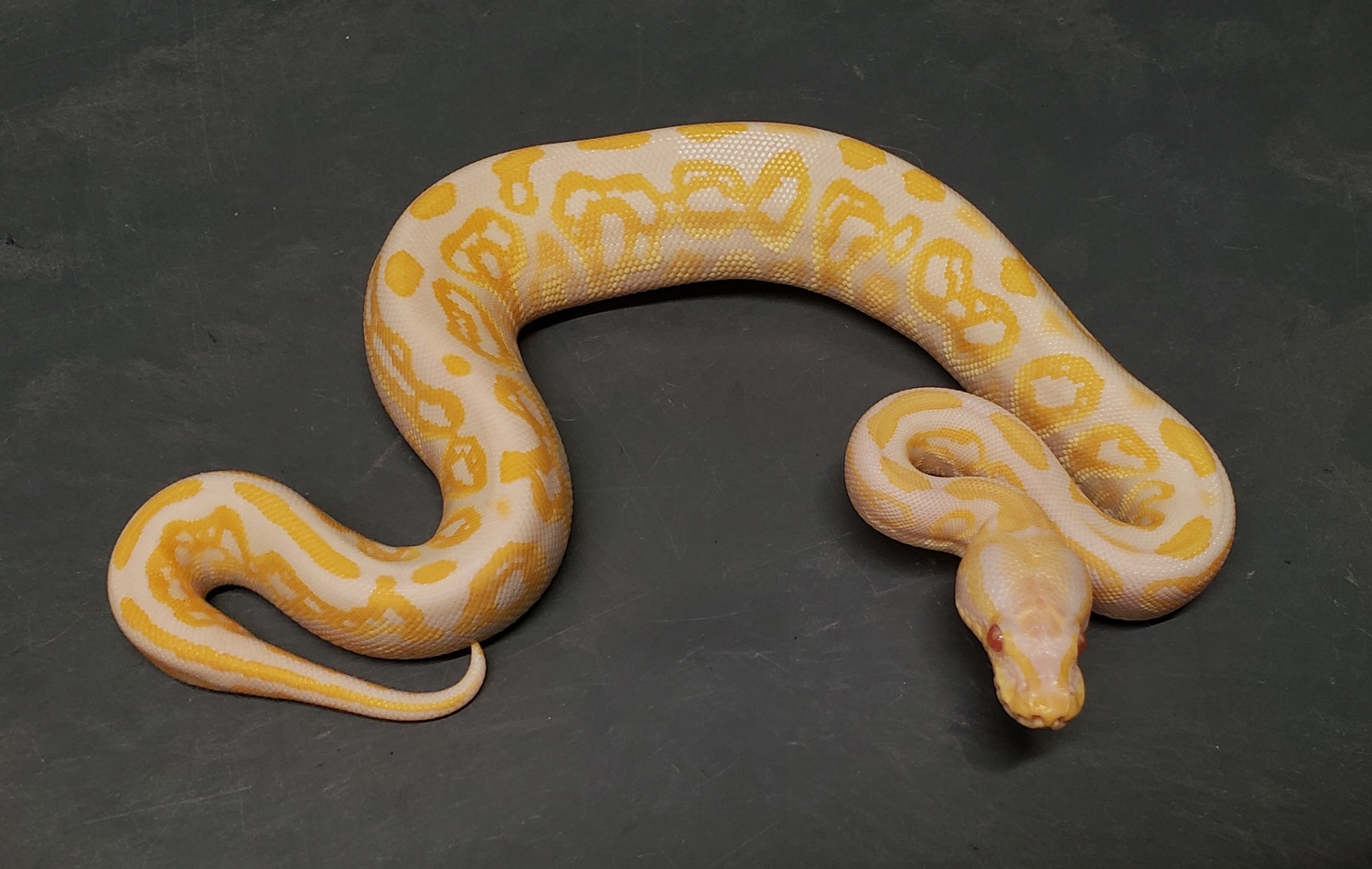 Black Pastel Candino Pos Het Pied Ball Python by Ball-Mart - MorphMarket