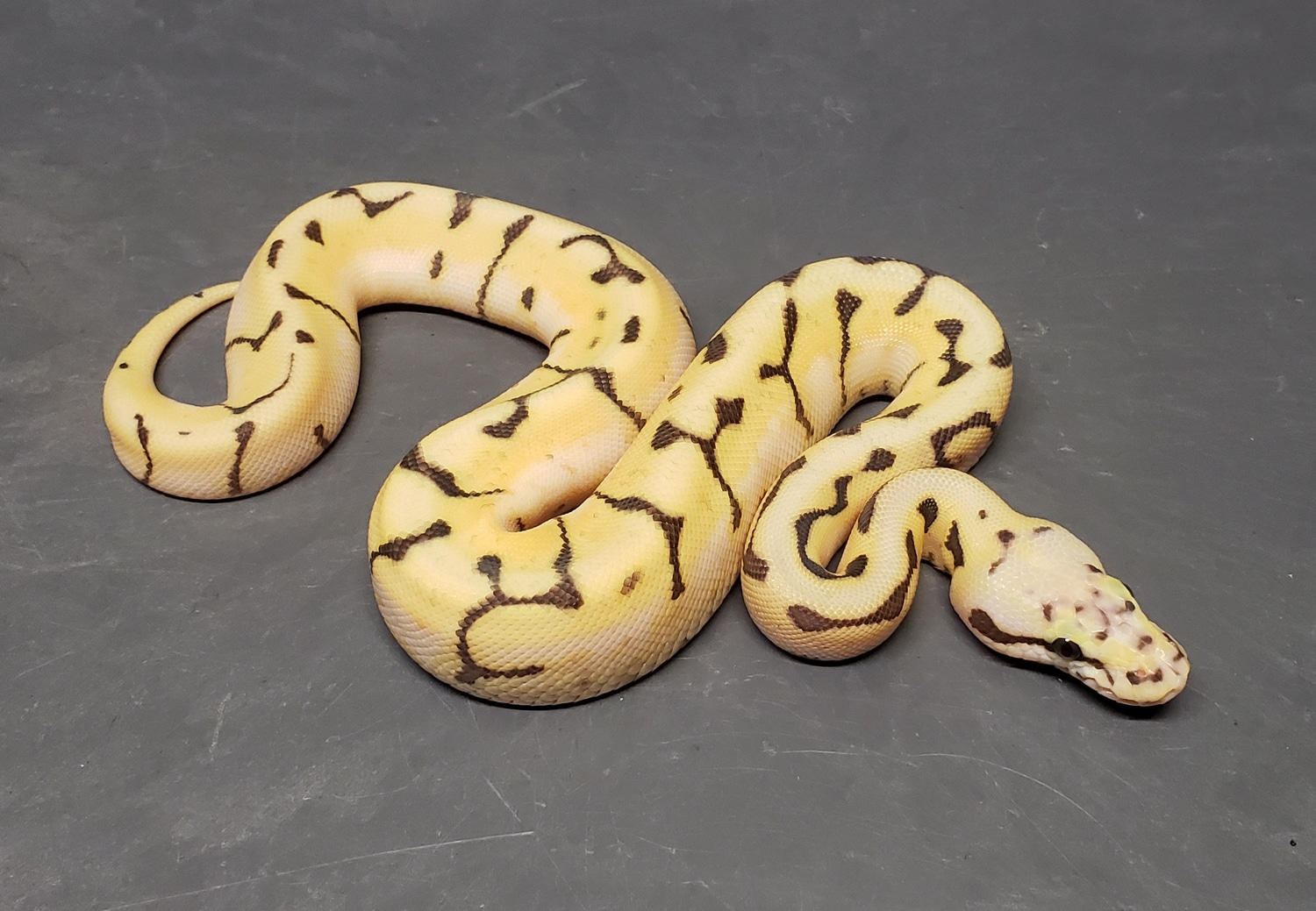 Orange Dream Bumblebee Enchi Fire Pos Yellowbelly Ball Python by Ball ...