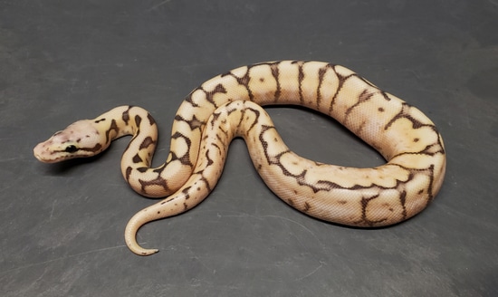 Orange Dream Killerbee Calico Enchi Yellowbelly Fire Ball Python by Ball-Mart