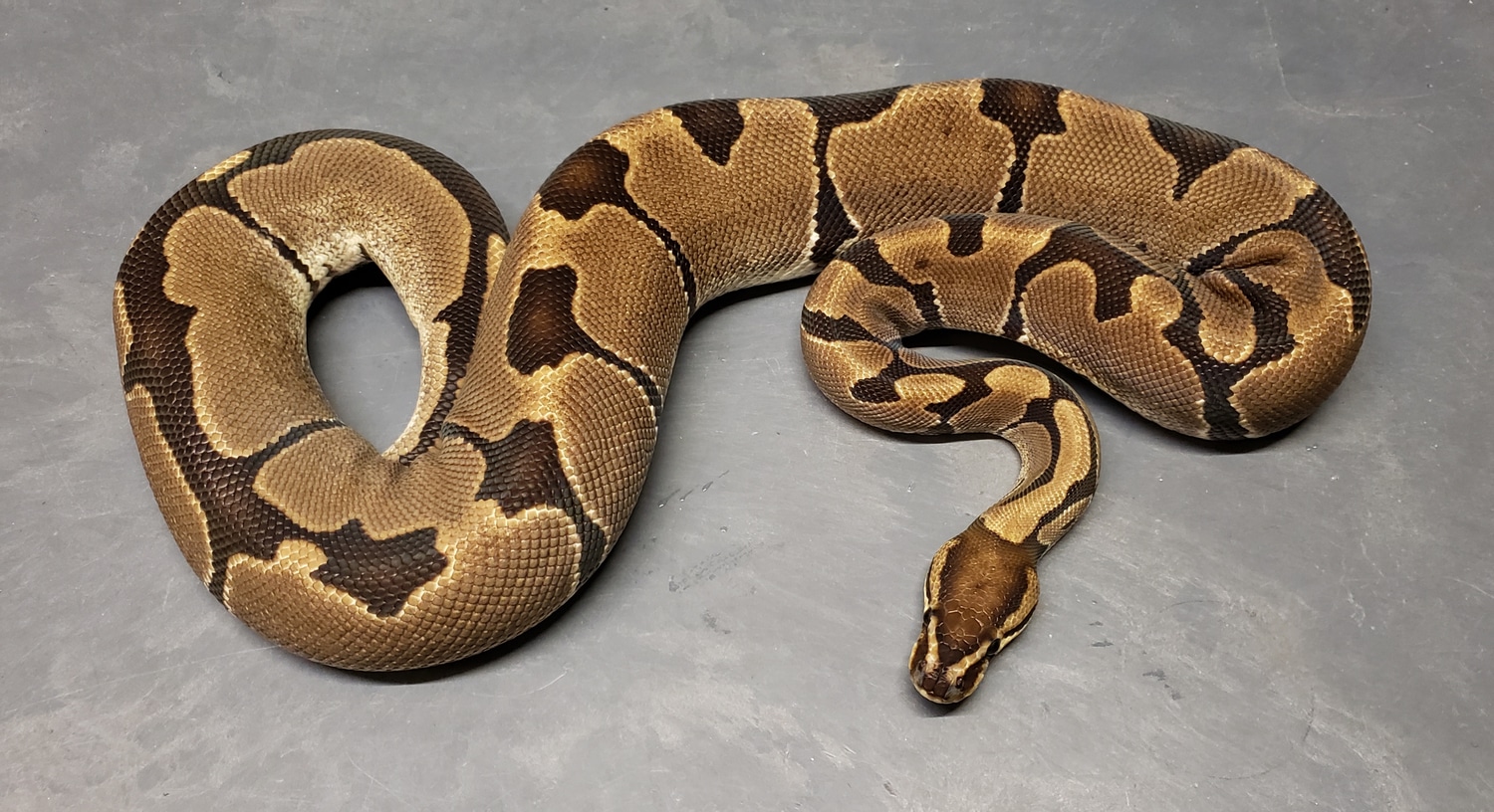 Super Blade Ball Python by Ball-Mart - MorphMarket