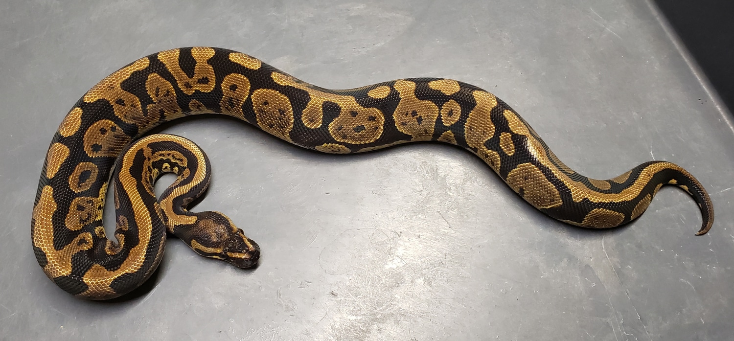 Acid Ball Python by Ball-Mart - MorphMarket