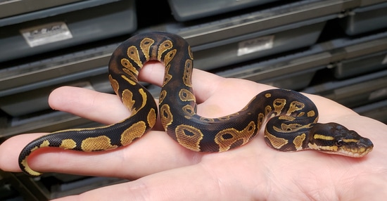 Blackhead Red Gene Ringer Gene Het Hypo Pos Het Gstripe Ball Python by ...