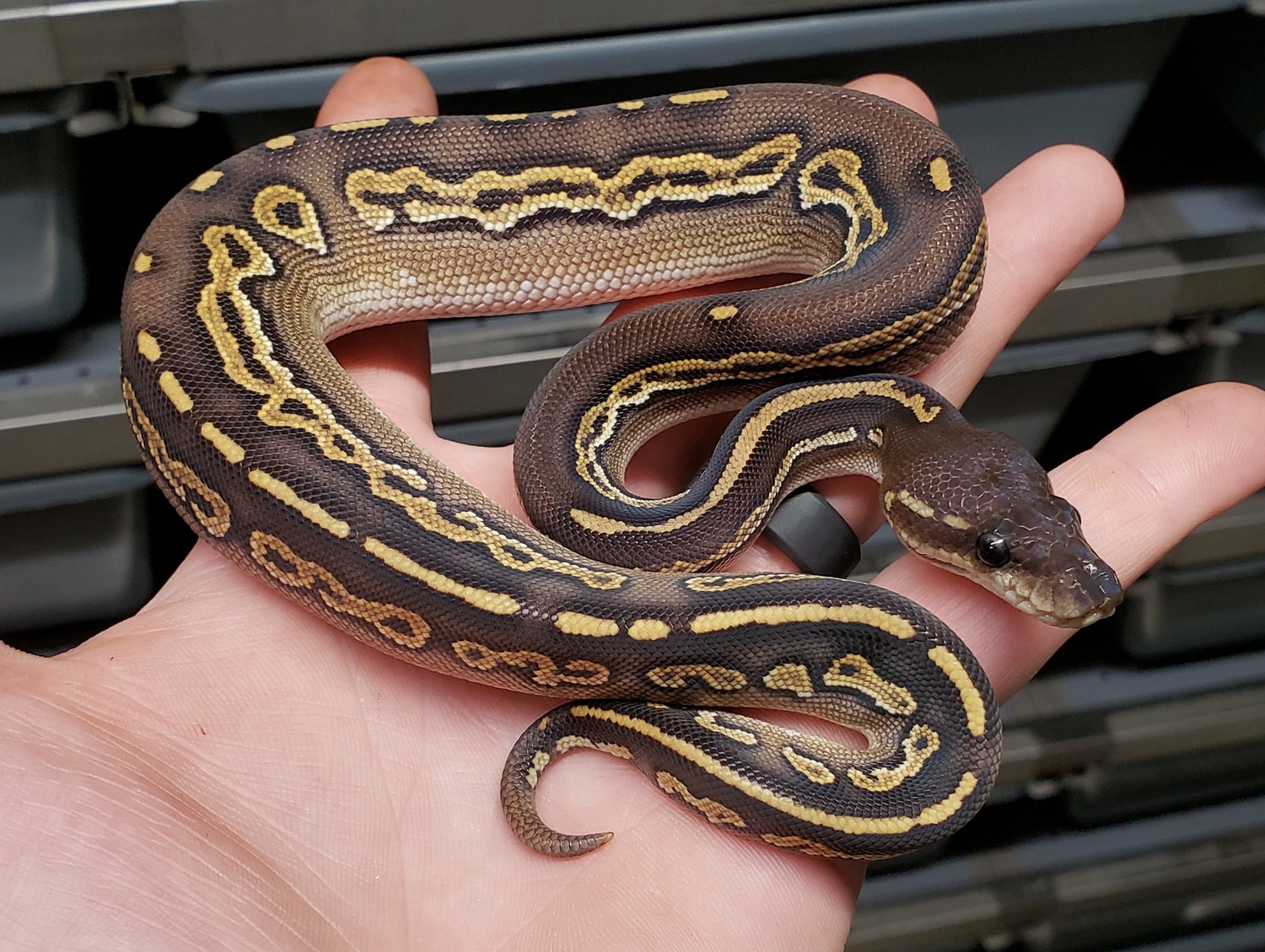 Blackhead Mojave Het Red Axanthic Red Gene Super Ringer Gene Het Hypo ...