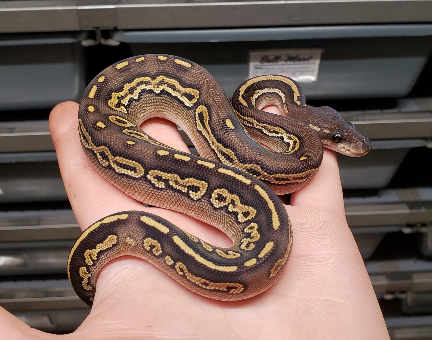 Blackhead Mojave Het Red Axanthic Red Gene Super Ringer Gene Het Hypo ...