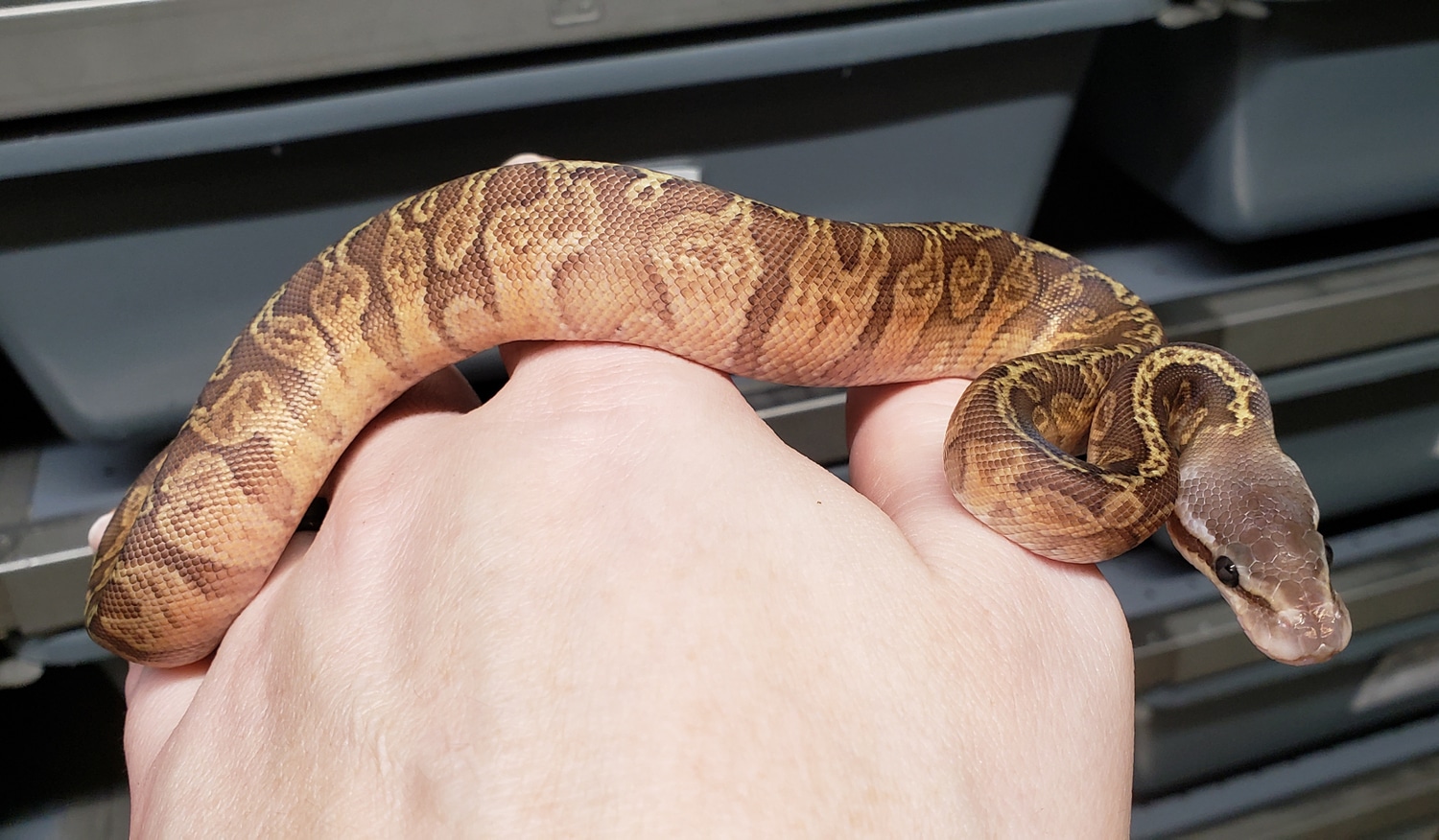 PASTEL SUNSET Free Shipping! Ball Python by Ball-Mart - MorphMarket