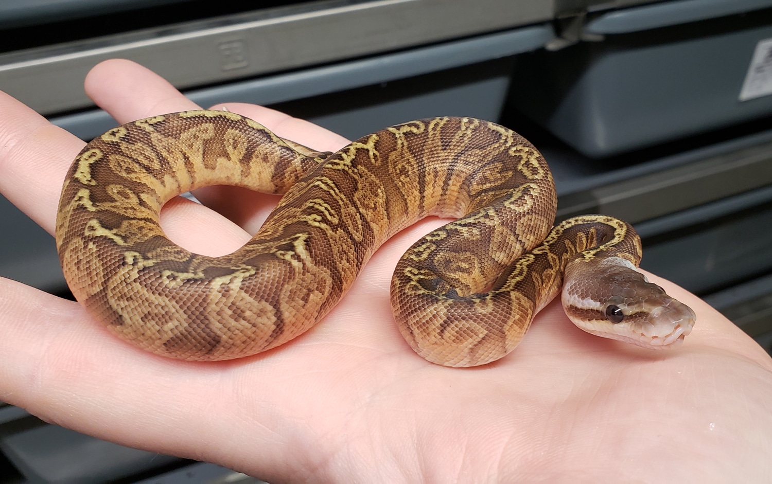PASTEL SUNSET Free Shipping! Ball Python by Ball-Mart - MorphMarket
