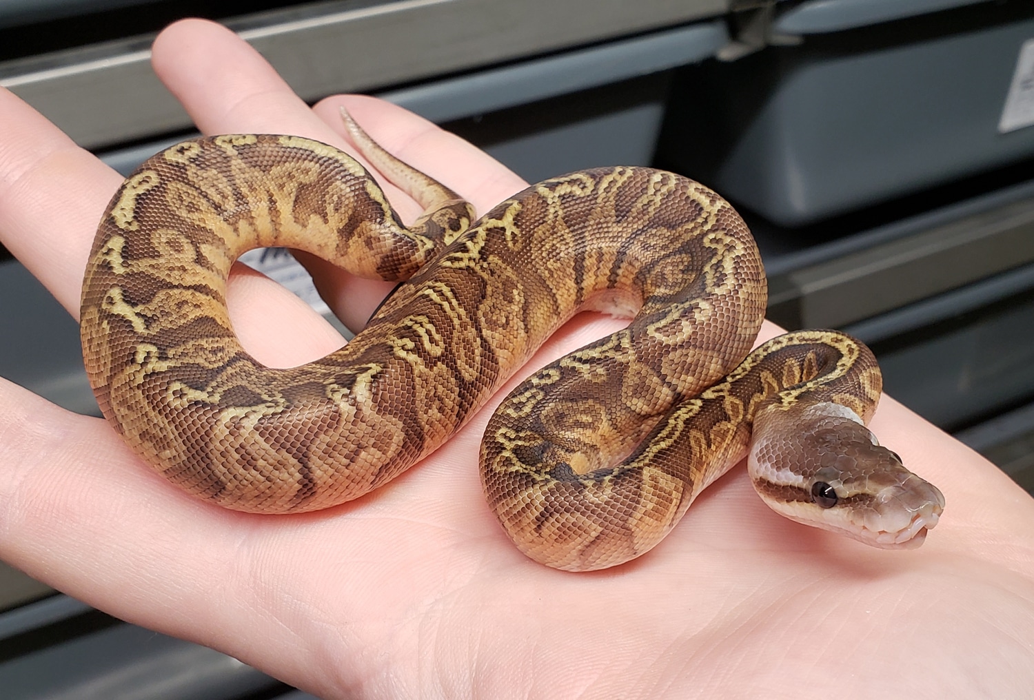 PASTEL SUNSET Free Shipping! Ball Python by Ball-Mart - MorphMarket