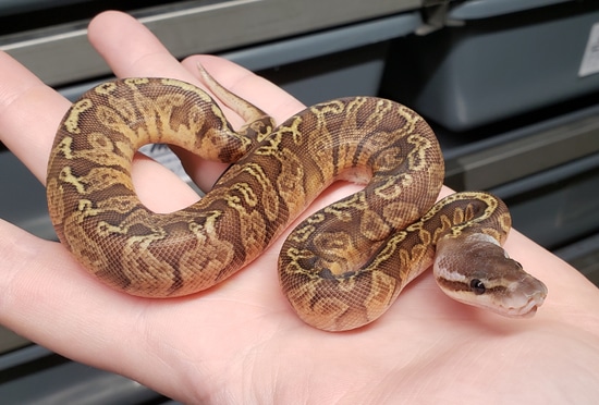 PASTEL SUNSET Free Shipping! Ball Python by Ball-Mart