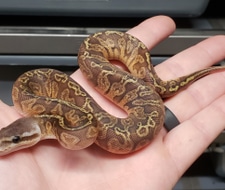 PASTEL SUNSET Free Shipping! Ball Python by Ball-Mart - MorphMarket