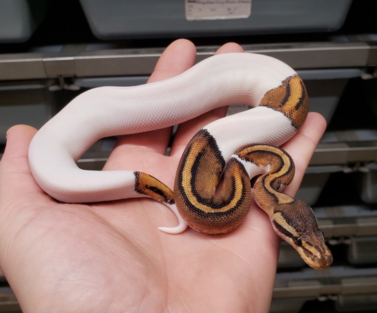 Black Pastel Pied + Unreal Dinker Gene! Look! Free Shipping! Ball ...