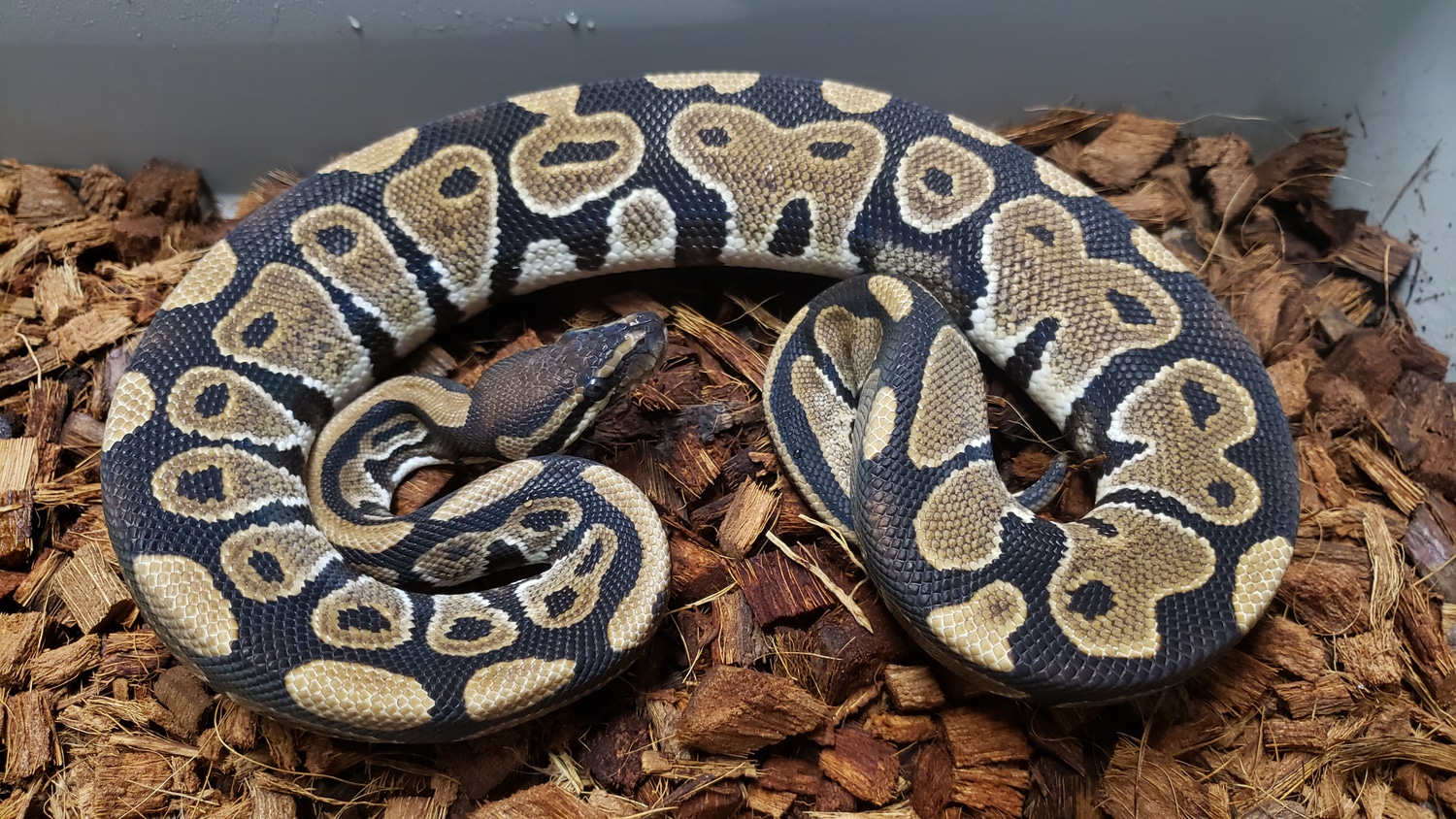 50% Volta FREE SHIPPING Ball Python by Ball-Mart - MorphMarket
