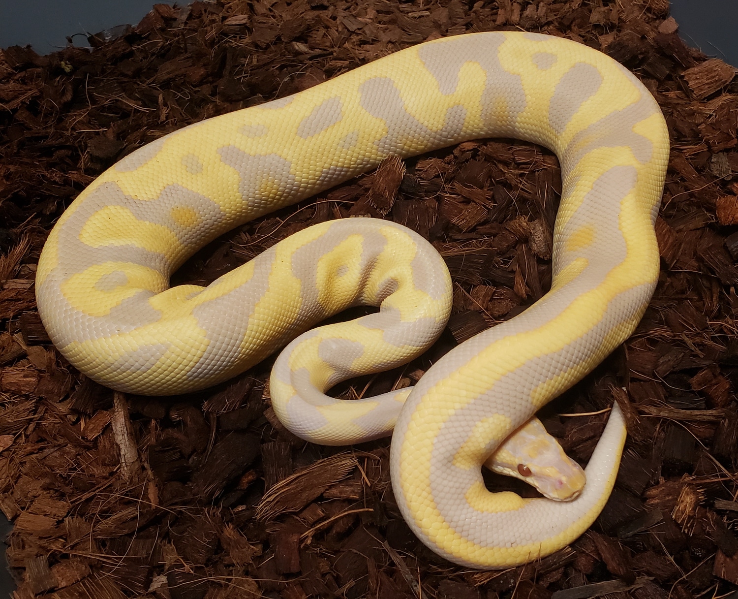 Super Leopard Candino Pos Het Pied FREE SHIPPING! Ball Python by Ball ...