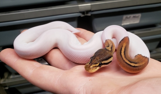 Black Pastel Dinker Pied FREE SHIPPING Ball Python by Ball-Mart