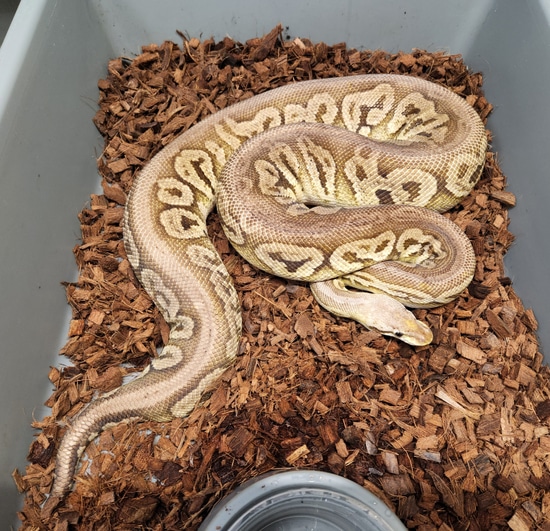 Huge Proven Citrus Pewter Vanilla Ball Python by Ball-Mart